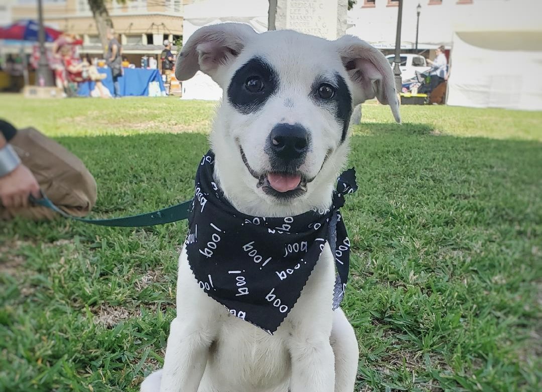 Wharton County SPOT | Wharton, TX | Adopt a Pet